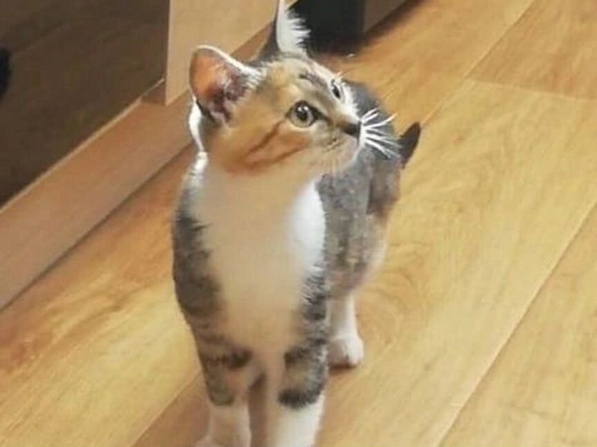 Кошечка подросток Мила ищет дом