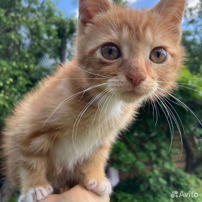 Котик 2.5 мес