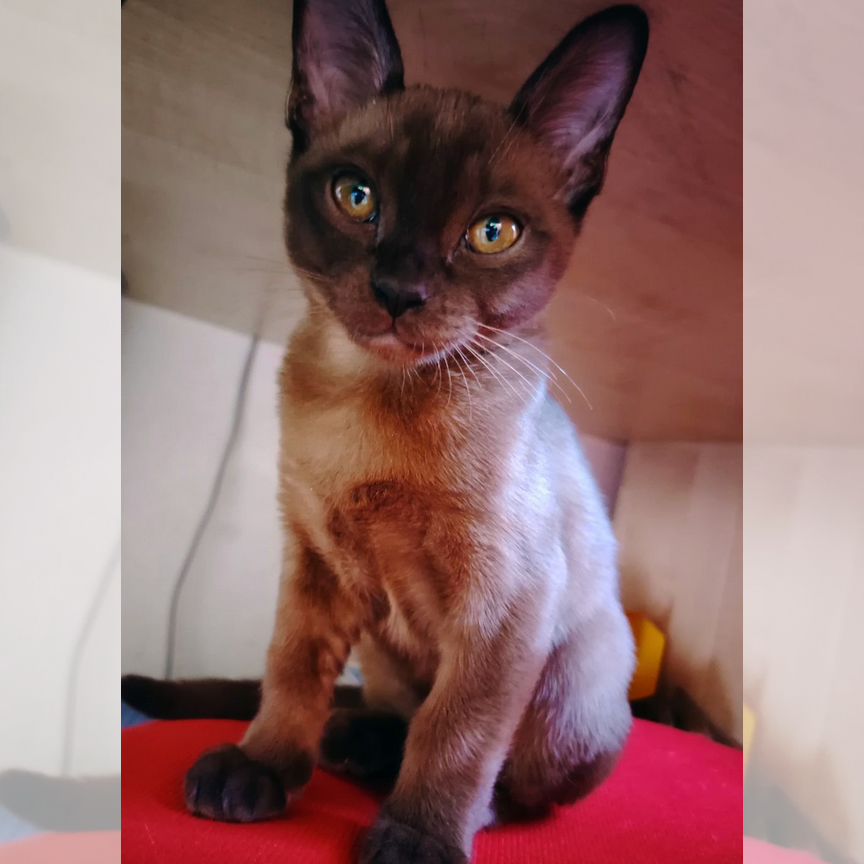 Европейский бурманский котёнок