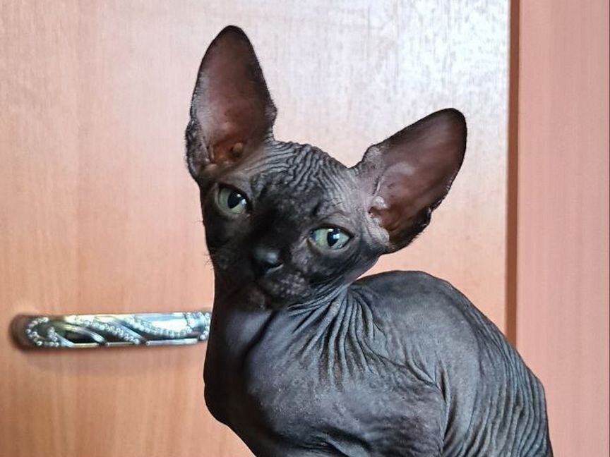 Котята канадский сфинкс