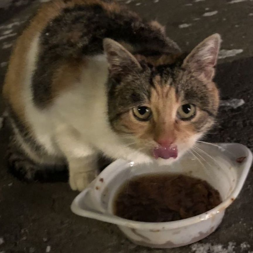 Взрослая, Девочка кошка в добрые руки