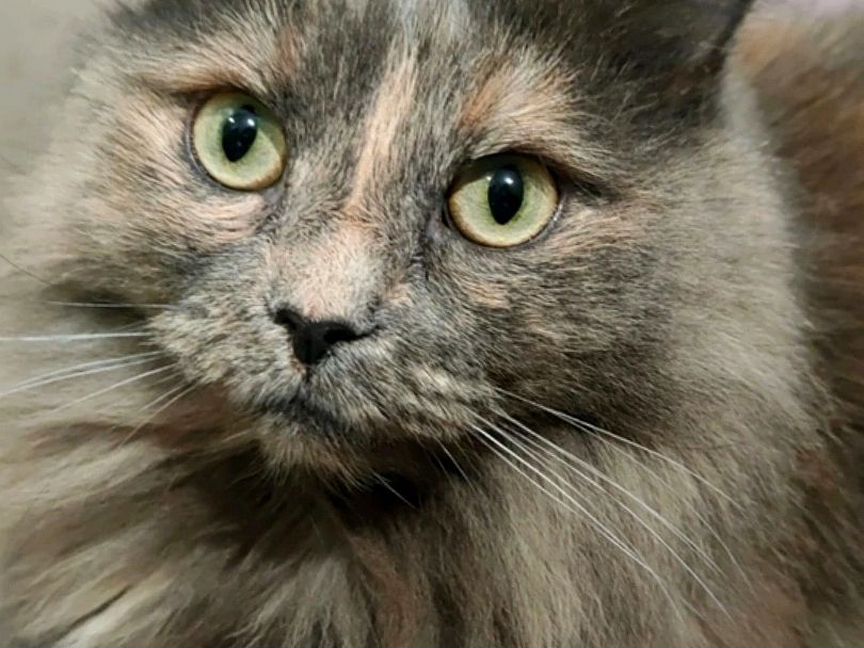 Кошка