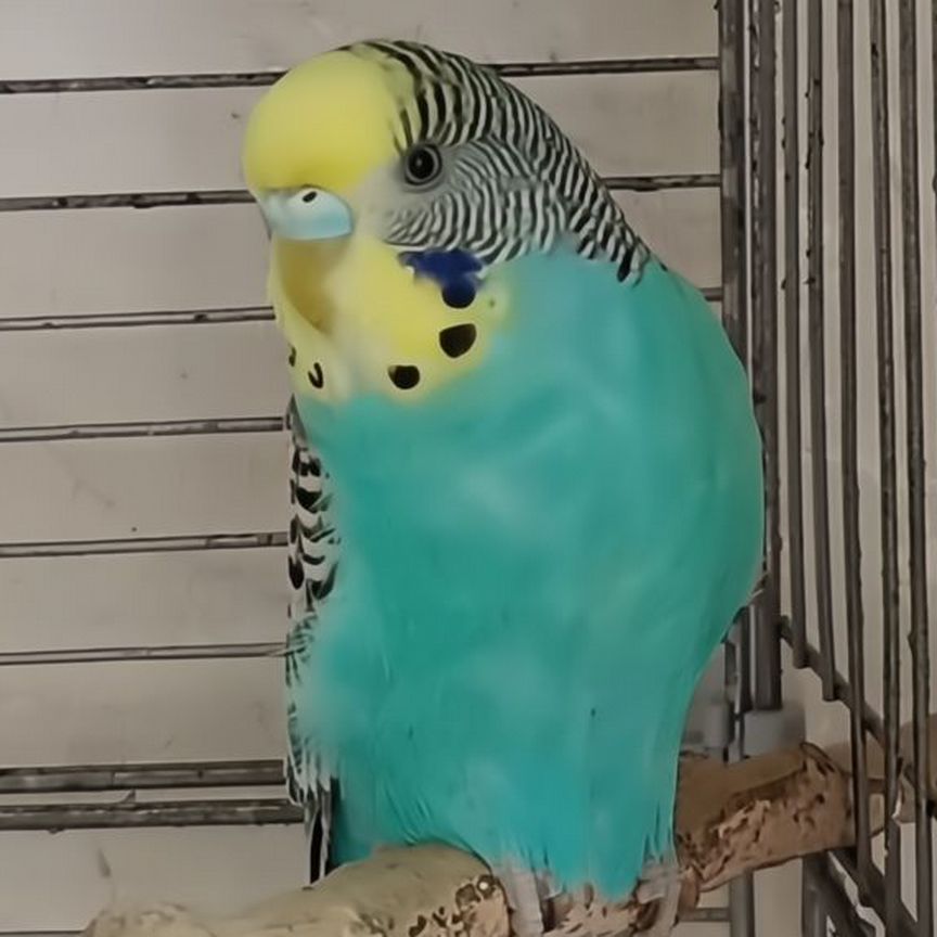 Попугай волнистый самка