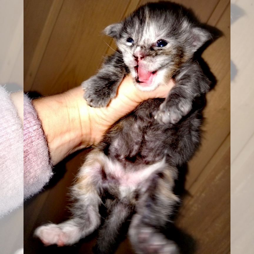 Мейн-кун котёнок