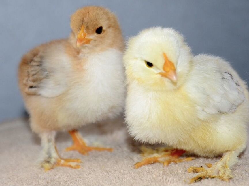 Цыплята Мастер Грей Венгрия/Испания