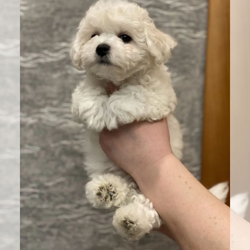 Бишон фризе, щенок