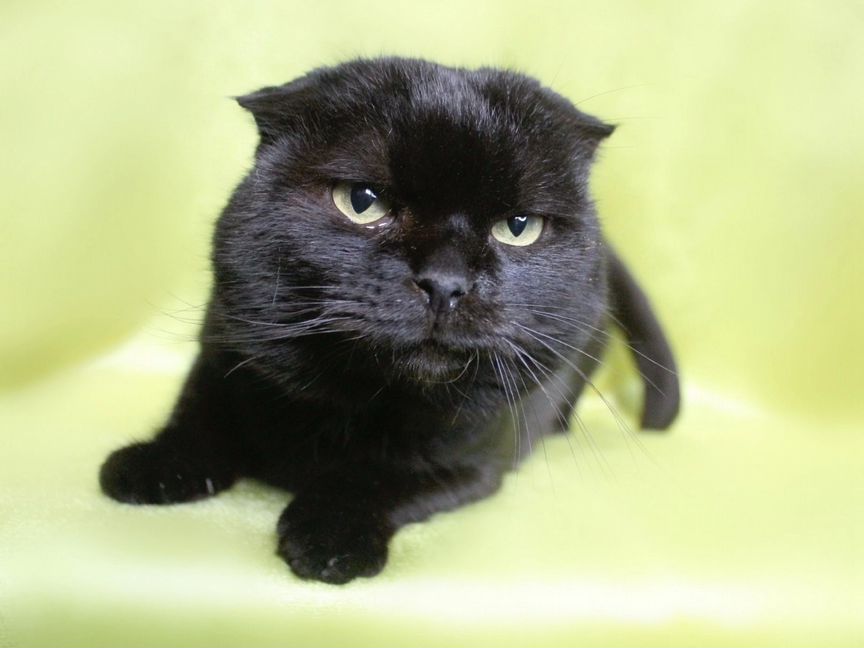 Кот Эрнест