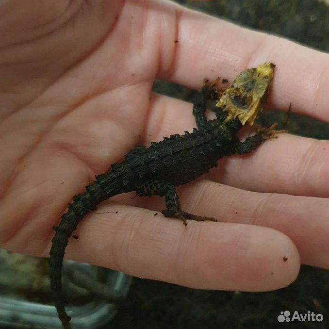 Крокодиловый сцинк (Tribolonotus gracilis)