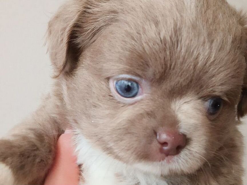 Лиловый мальчик чихуахуа дл/ш