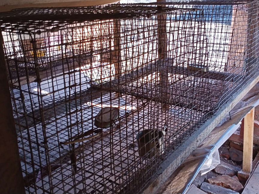 Продам кроличьи клетки