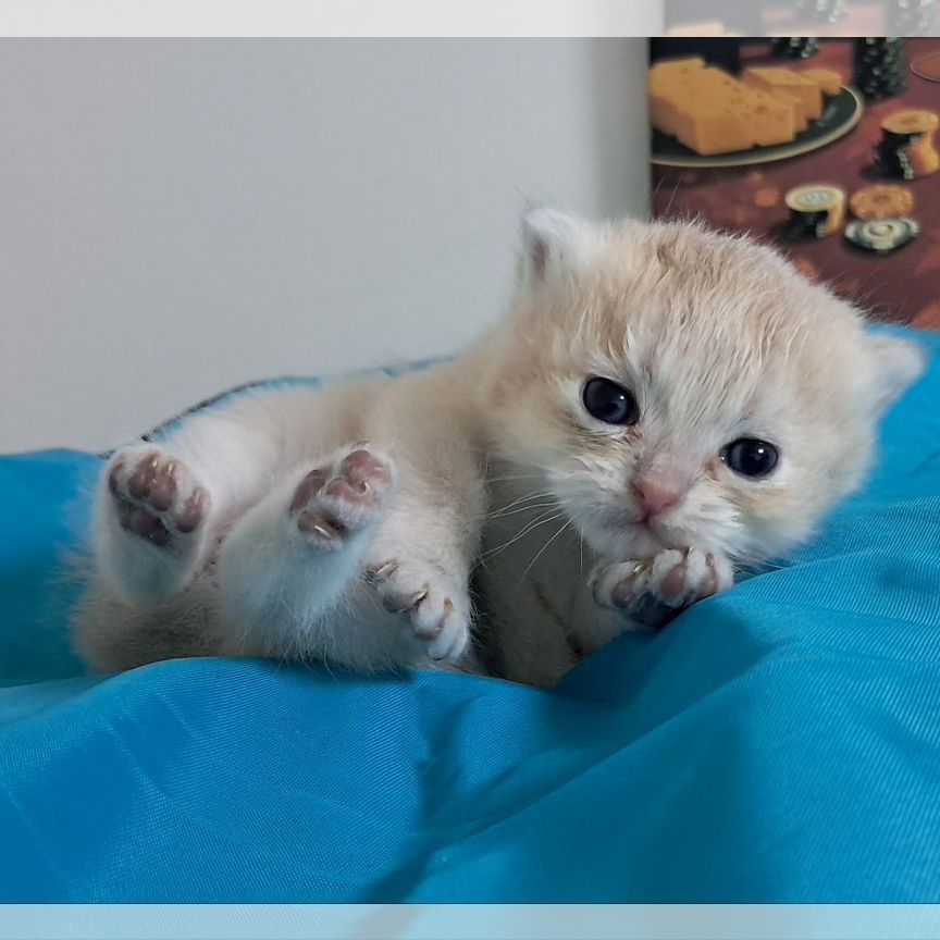 Британский короткошёрстный котёнок