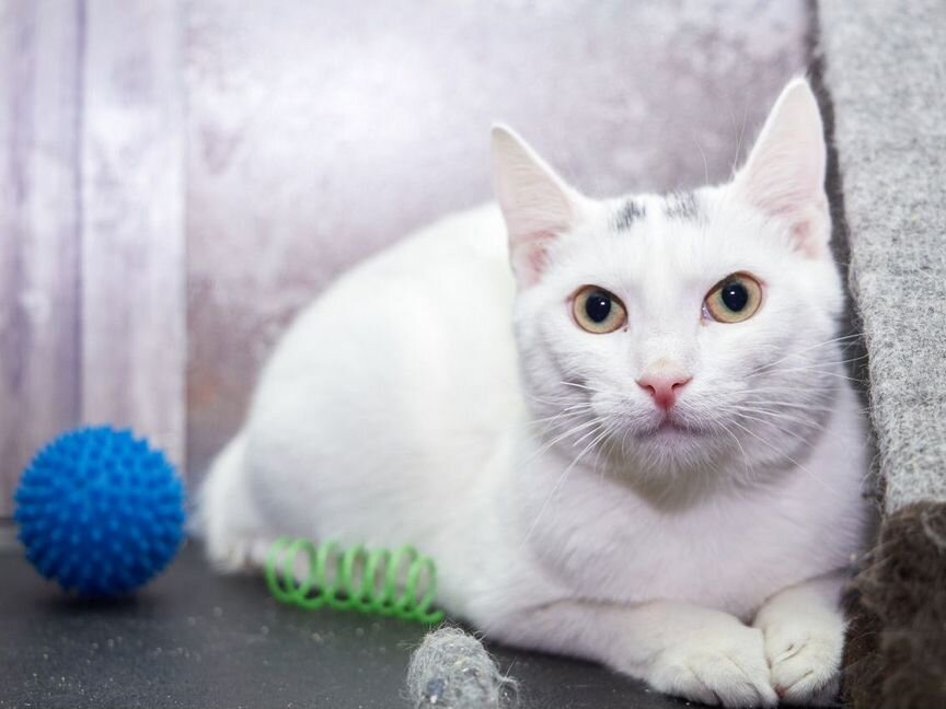 Котик подросток красавец Альфред