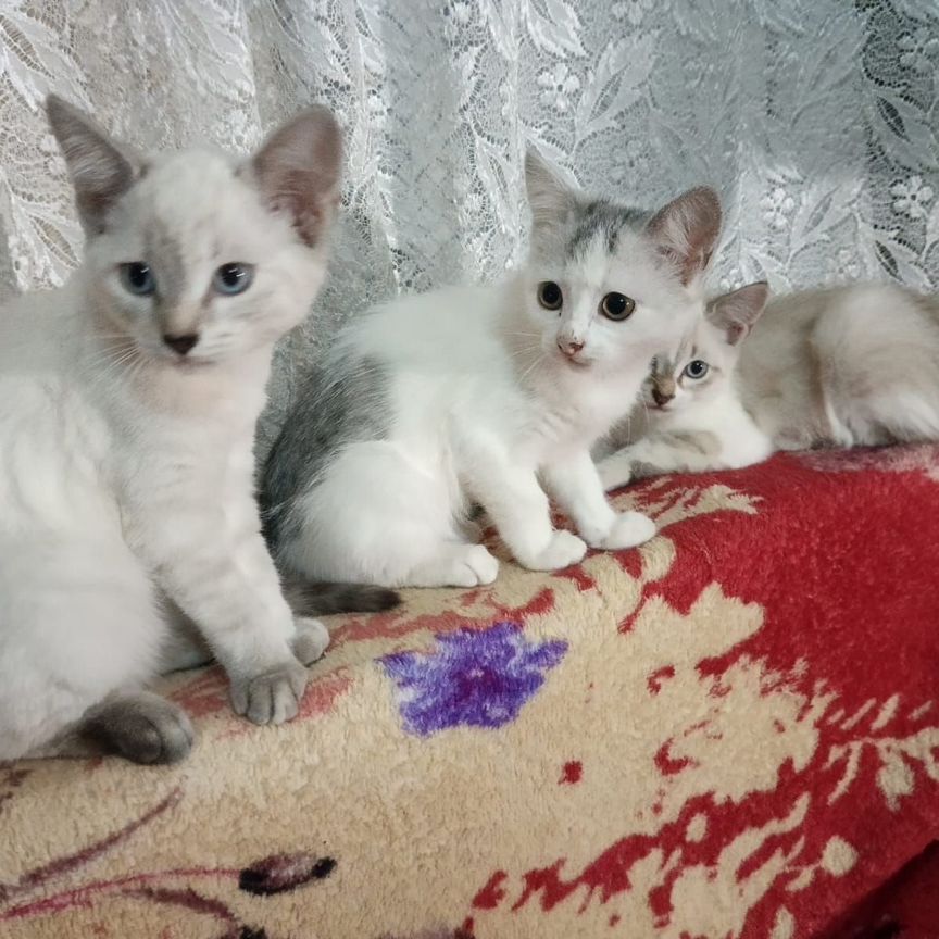 Котята в добрые руки