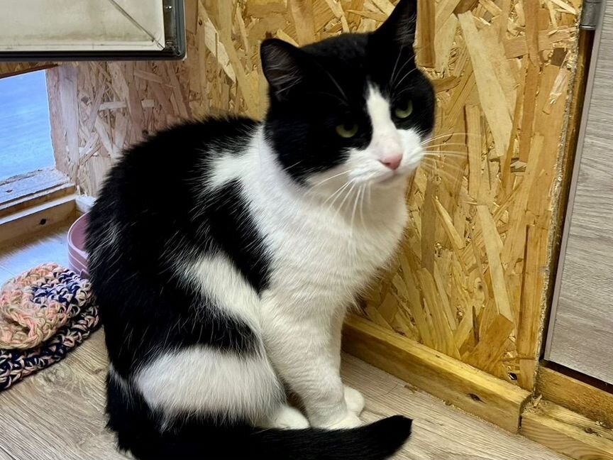 Королевский кот ищет дом