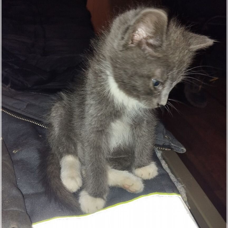 Котёнок в добрые руки