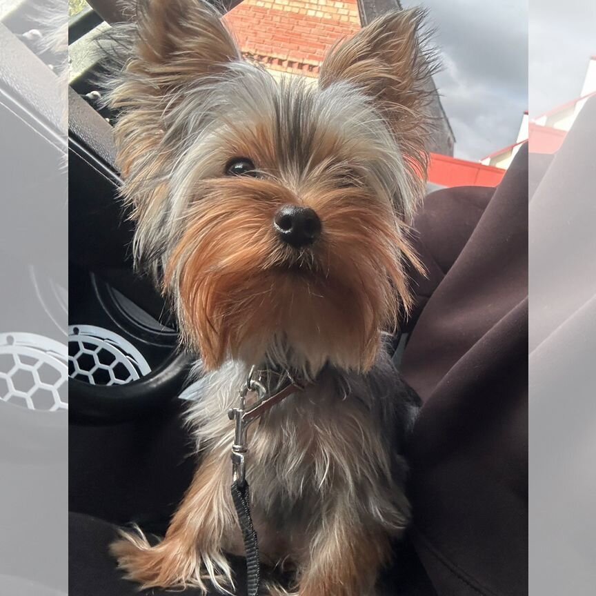 Йоркширский терьер, взрослая собака