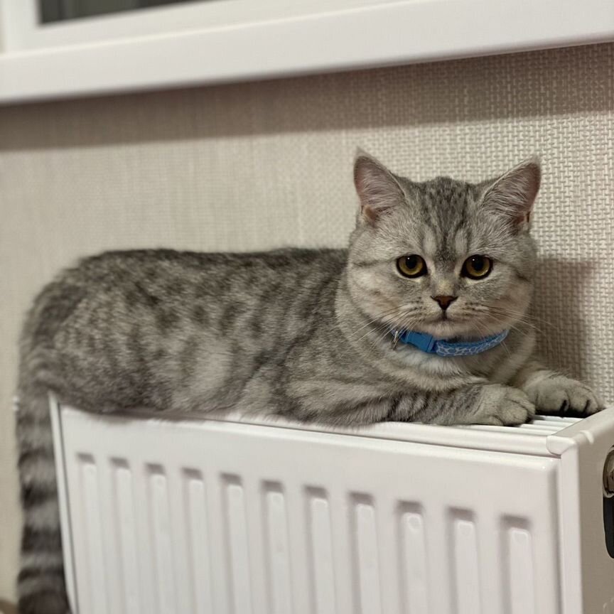Шотландская прямоухая кошка