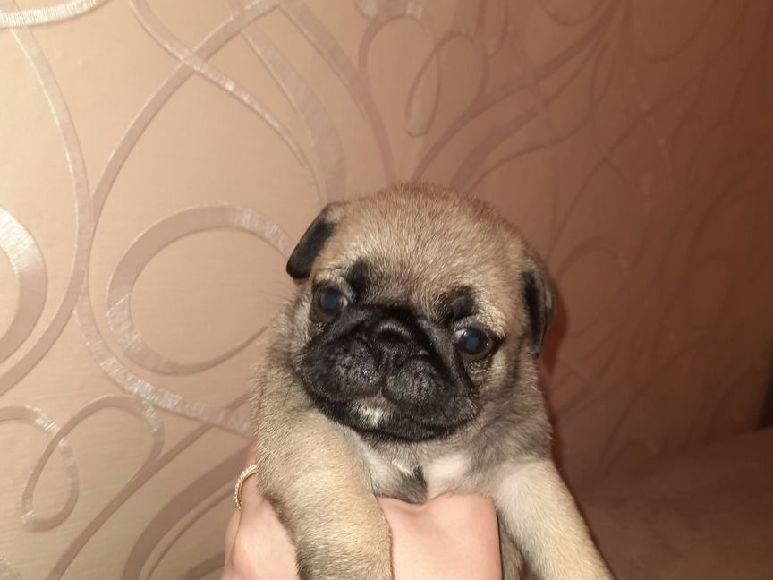 Щенки мопса