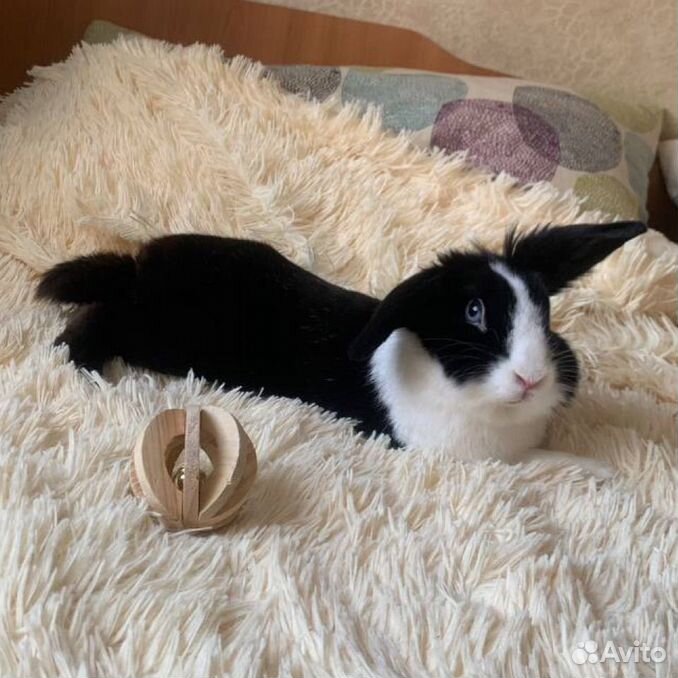 Вязка кроликов