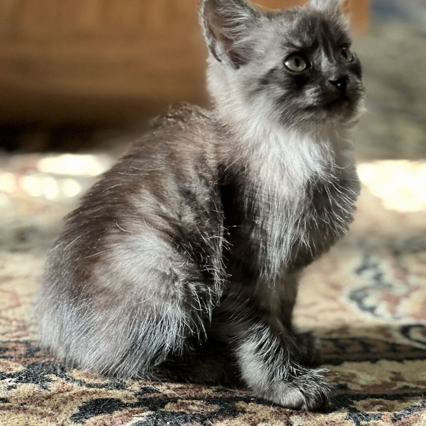 Котенок в добрые руки