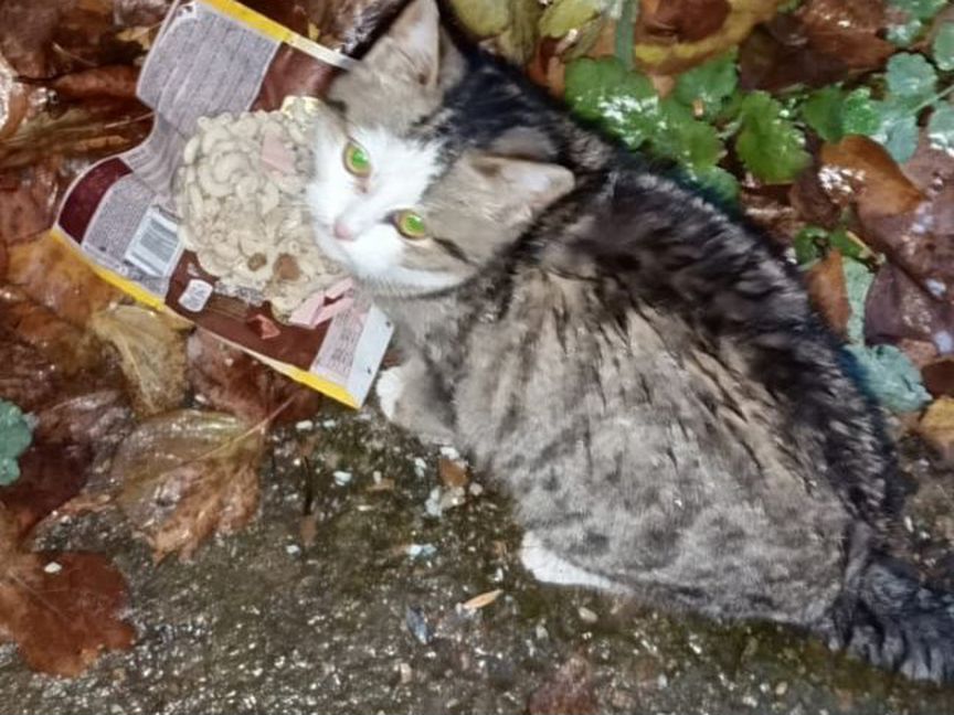 Котенок в добрые руки