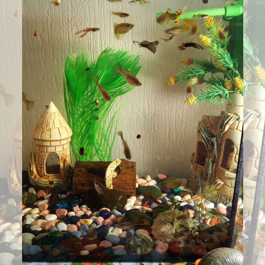 Аквариумные рыбки гуппи