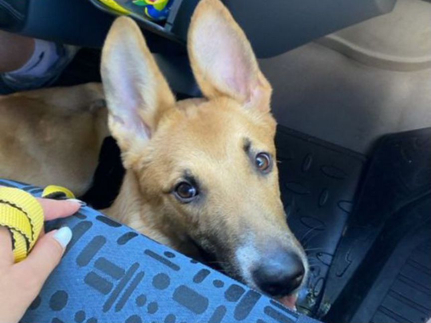 Собака в добрые руки/ищем передержку