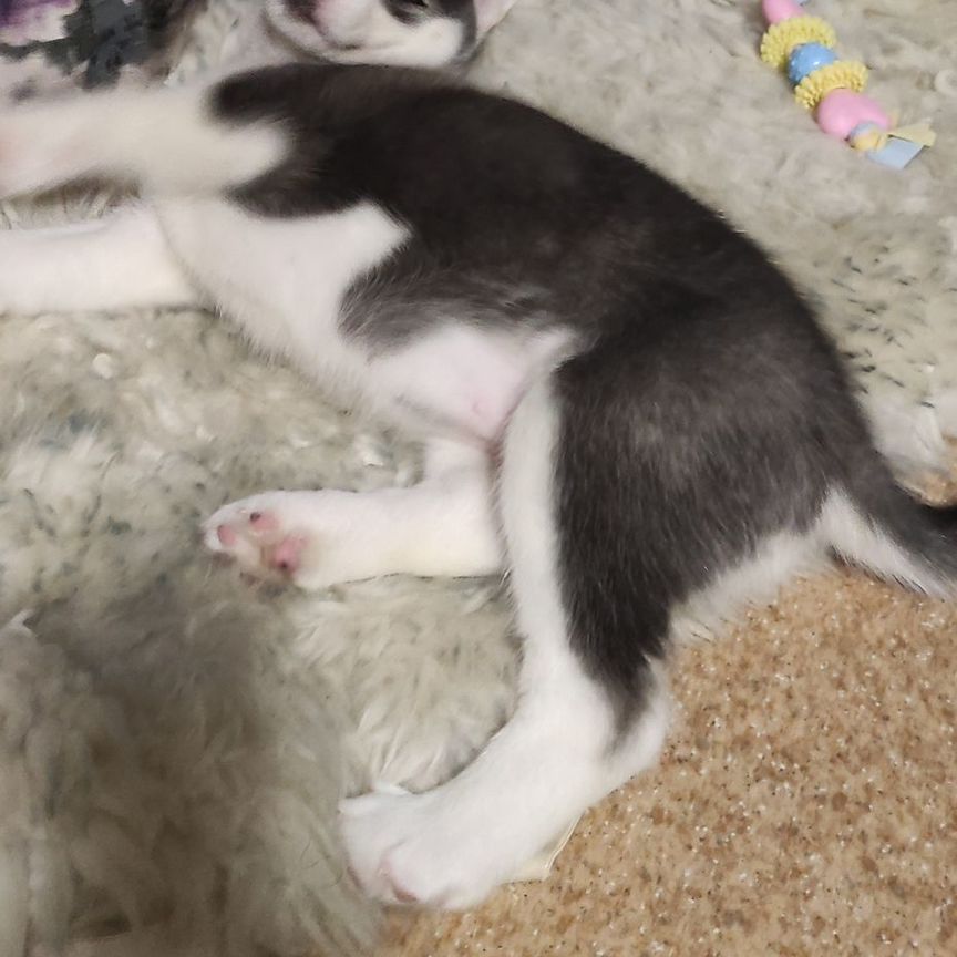 Сибирский хаски, щенок