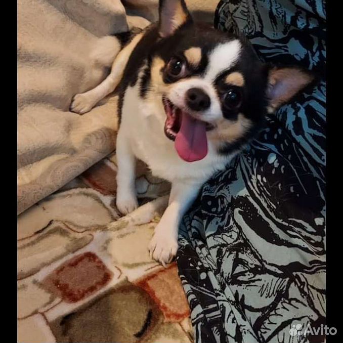 Чихуахуа потеряшка