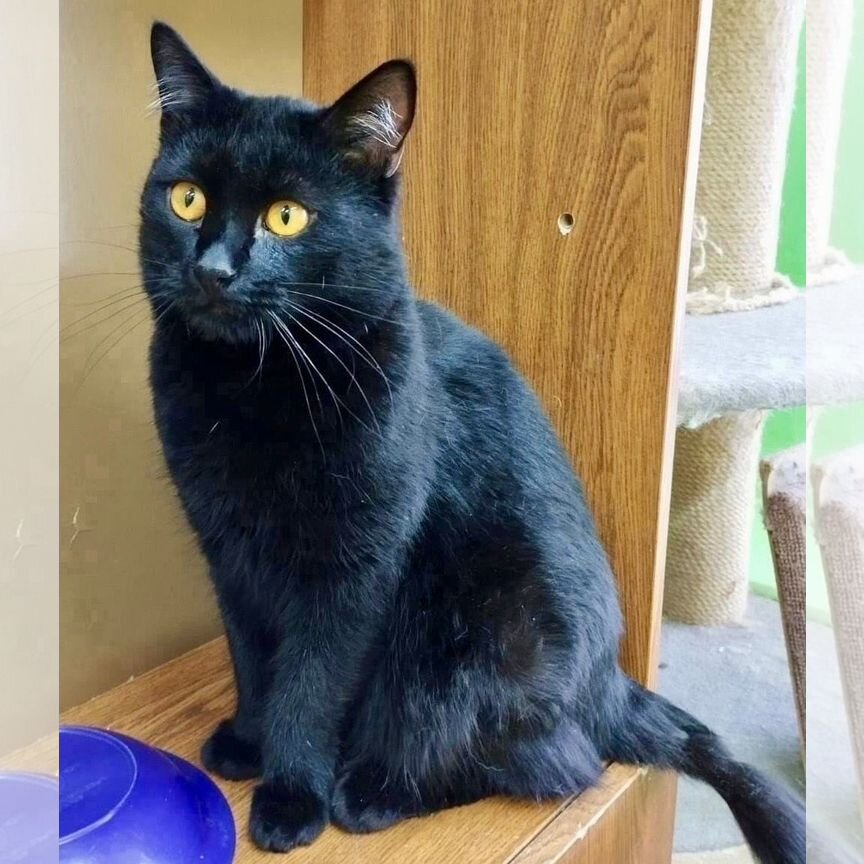 Взрослый кот в добрые руки