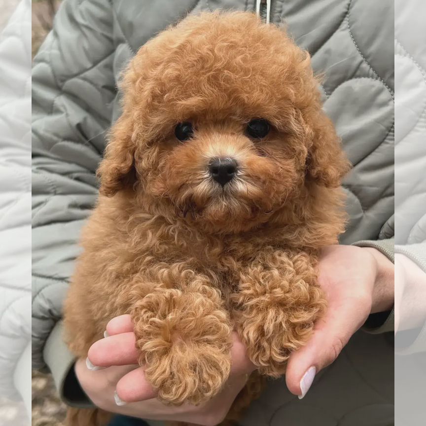 Той-пудель, щенок