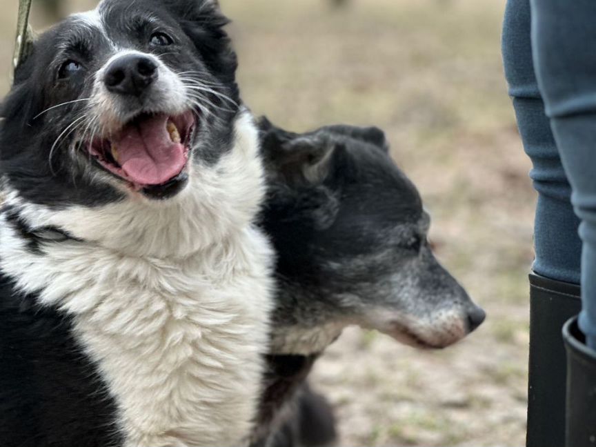 Две старушки попали в приют