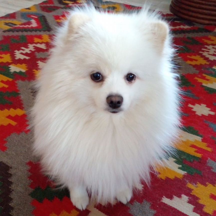 Померанский шпиц, щенок