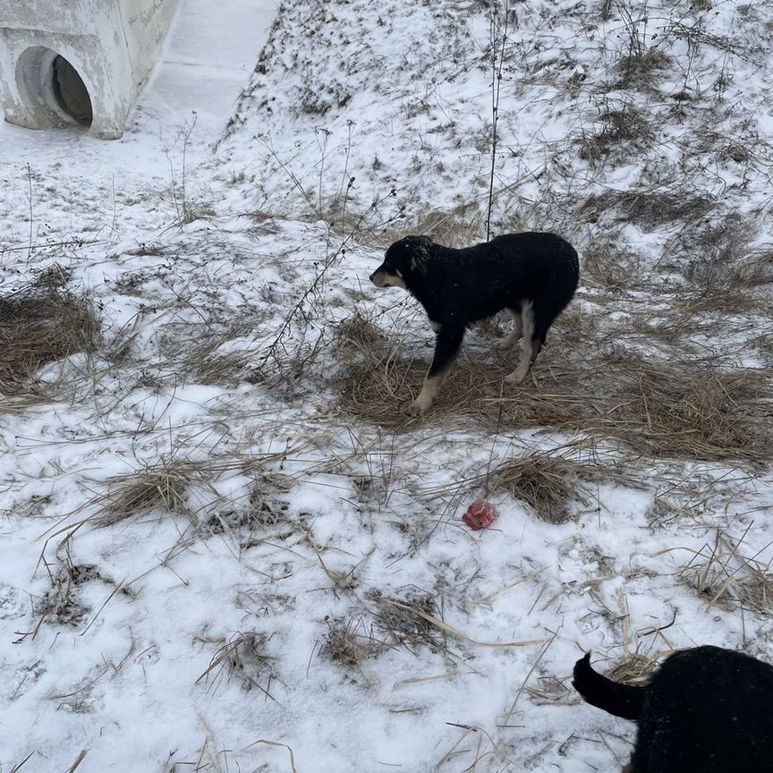 Щенки в добрые руки