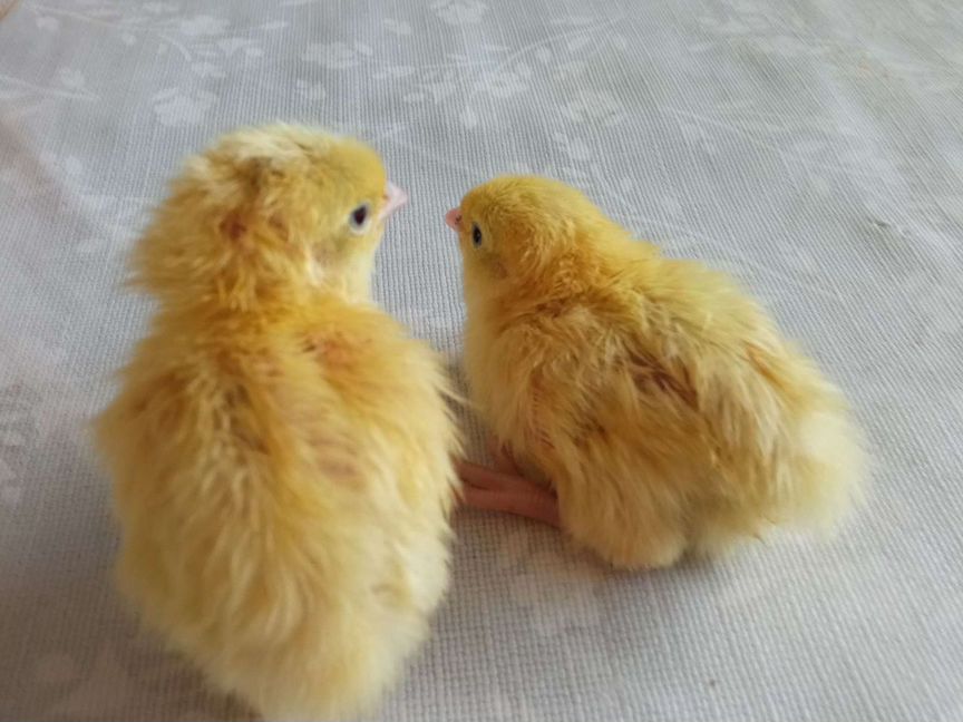 Перепел белого гиганта