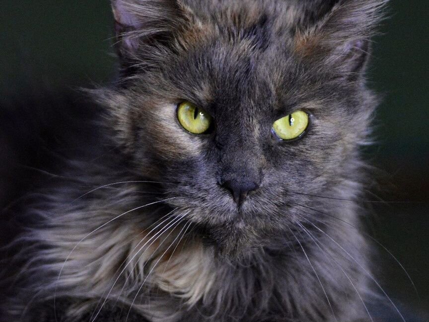 Кошка Царица ждет семью