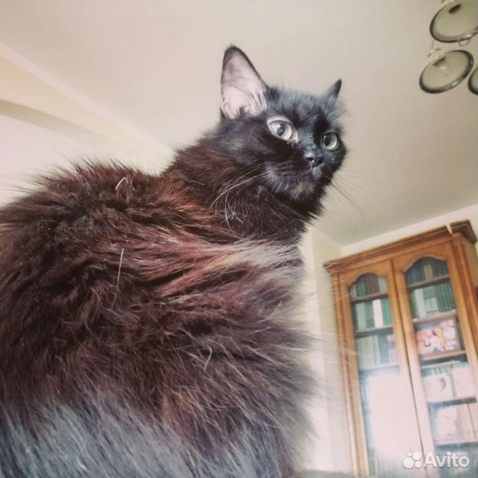 Добрая умная кошка ищет новый дом