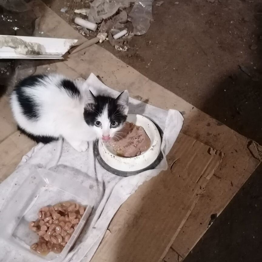 Домашние животные котята и кошечка