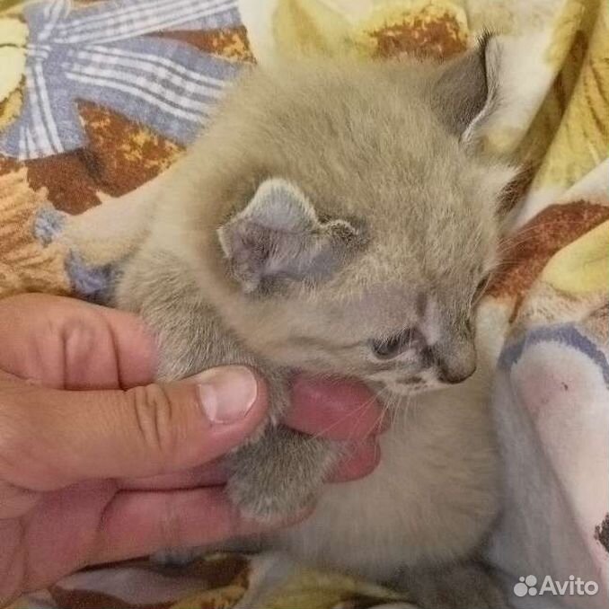 Американский керл котята