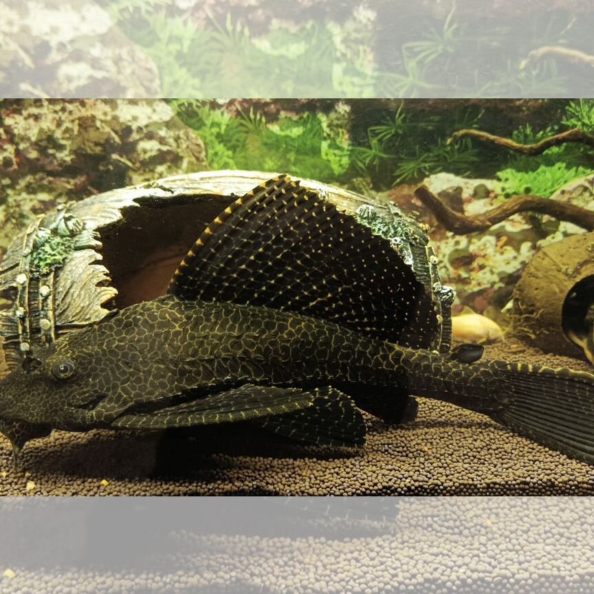 Сом парчовый птеригоплихт