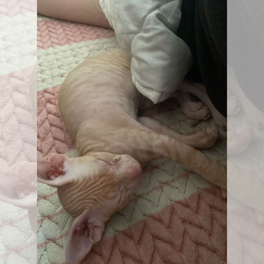 Отдам котенка