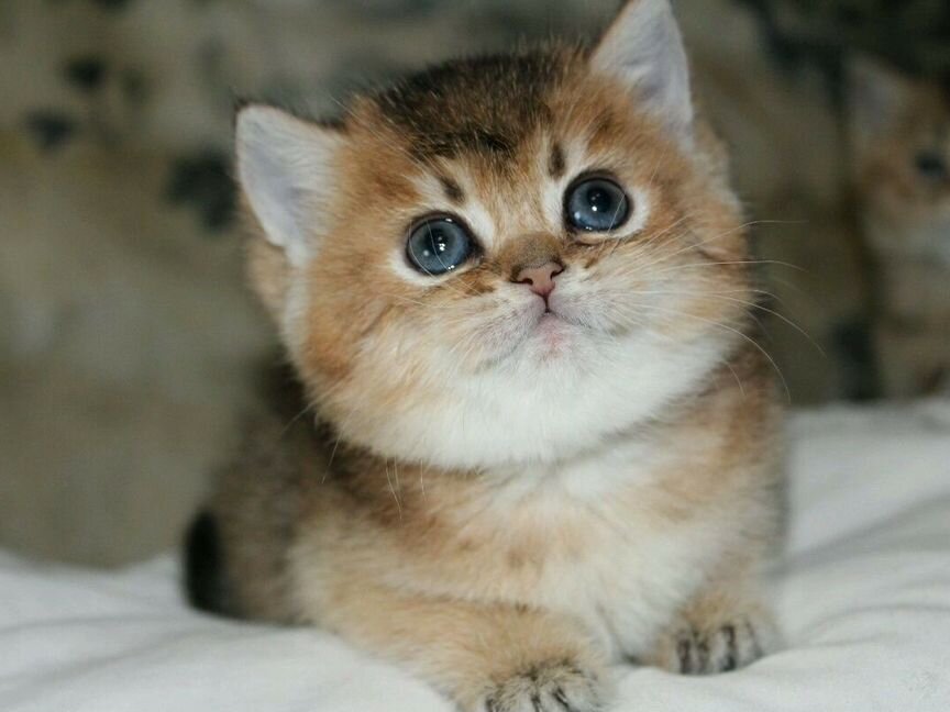 Британские котята золотая шиншилла