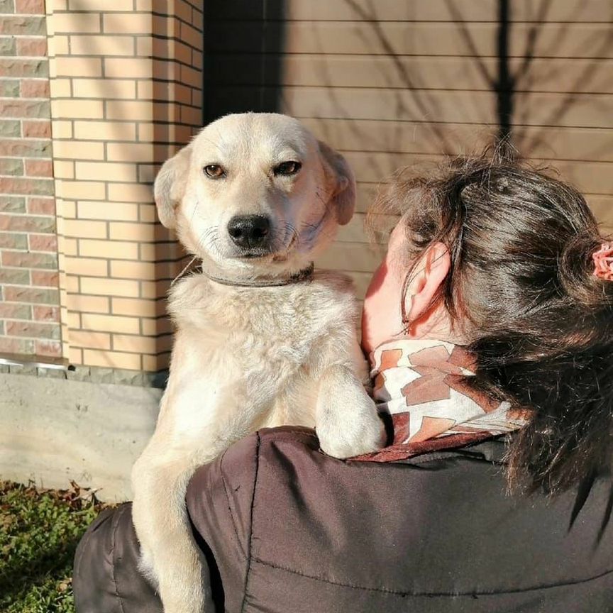 Собака ищет дом