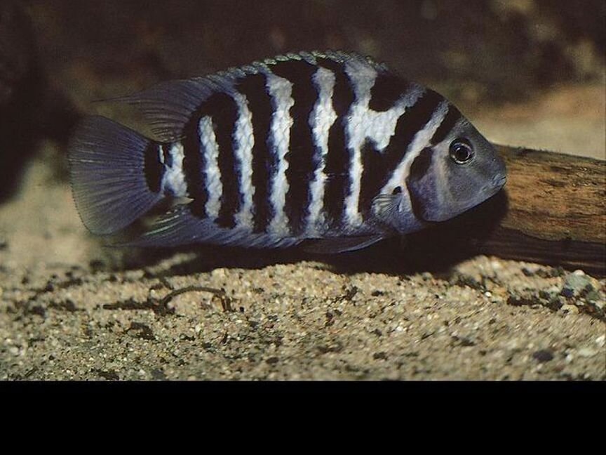 Цихлазома чернополосая