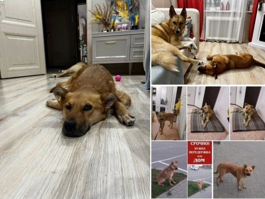 Трём этим рыжим мордам нужен дом