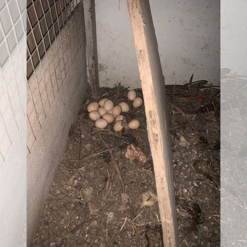 Инкубационное яйцо золотой фазан