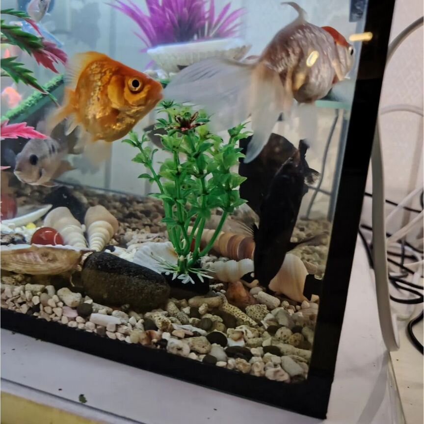 Аквариум и рыбки