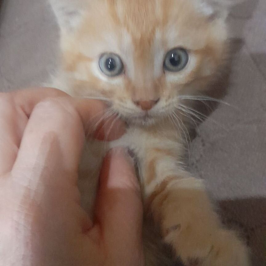 Рыжий котенок мальчик в добрые руки