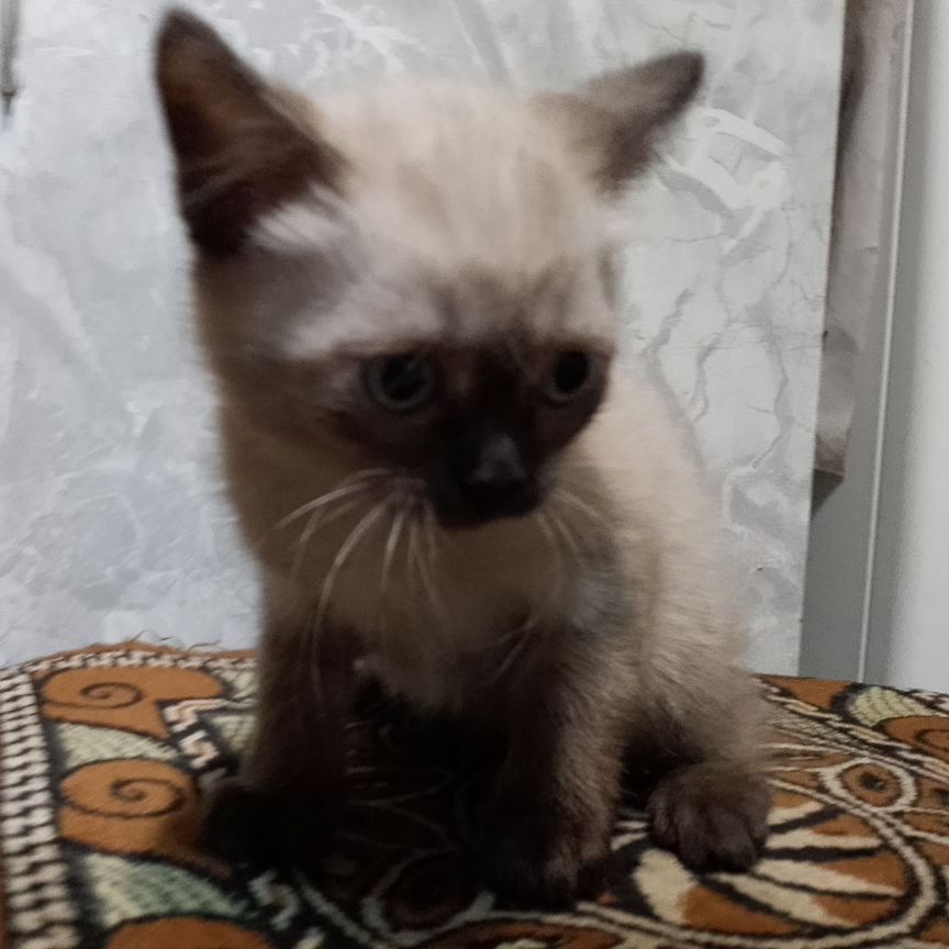 Сиамская кошечка бесплатно