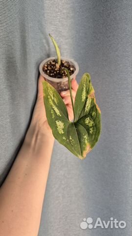 Ulearum donburnsii 'silver cloud' купить в Москве | Товары для дома и ...